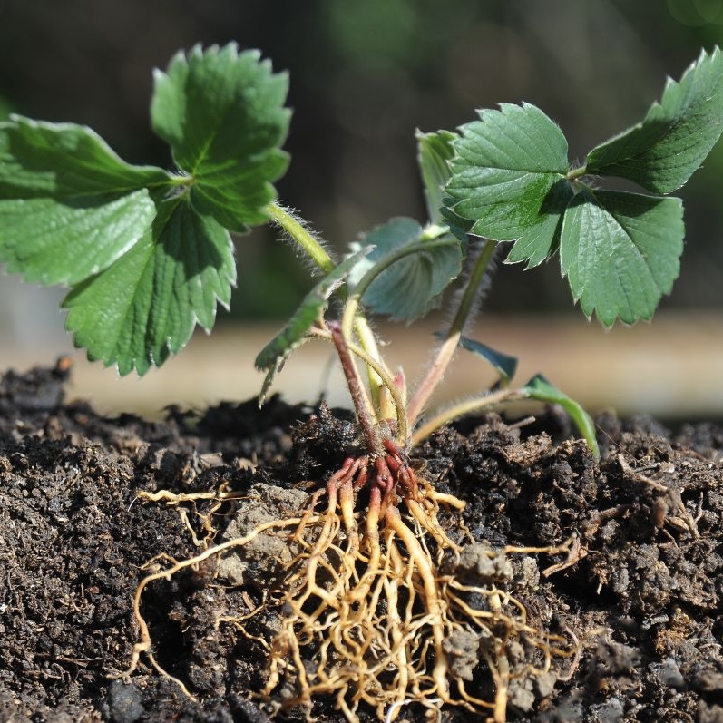 What Is Rooted – On Emotions